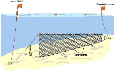 Caught in the Net - Lesson - www.teachengineering.org